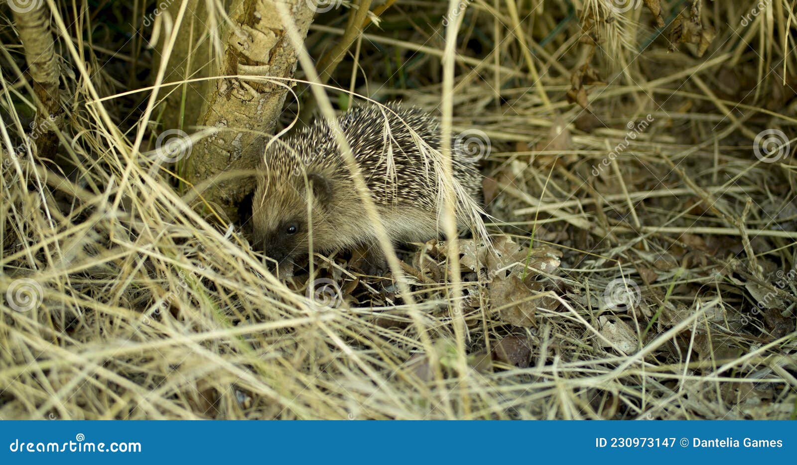 The Hedgehog Hidden in the Grass Stock Image - Image of chipmunk ...