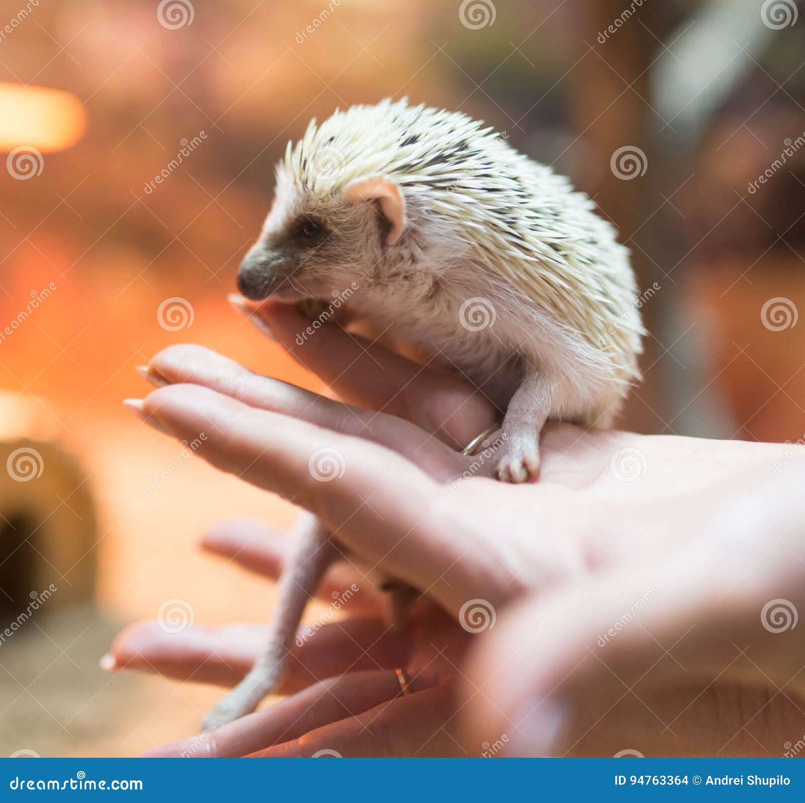 Hedgehog in his hand stock photo. Image of needle, nature - 94763364