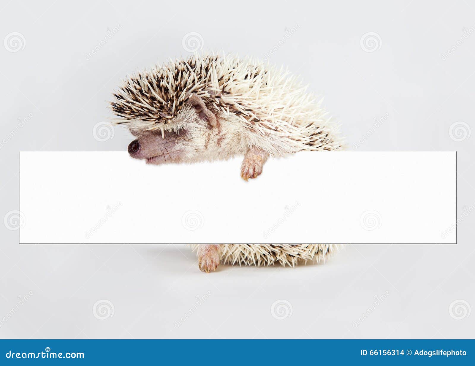 Hedgehog Holding Blank Sign Stock Photo - Image of white, billboard ...
