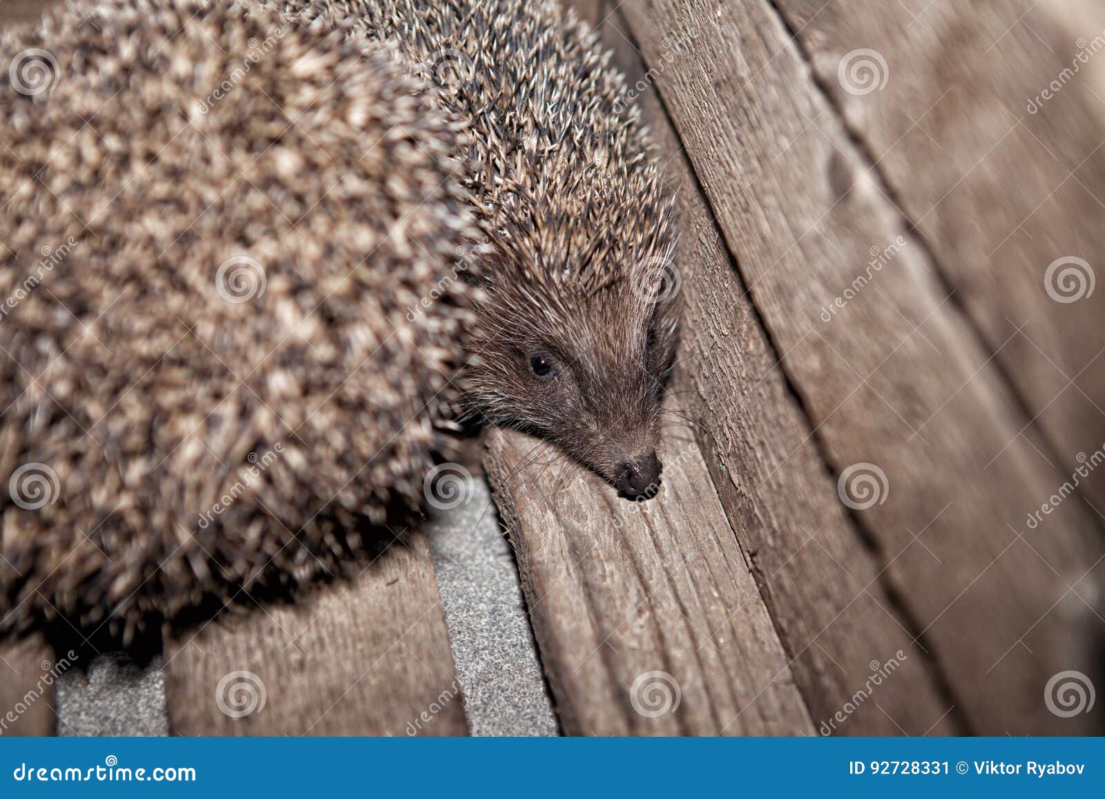 Hedgehog, Home in a Box, in a Box Stock Image - Image of defense ...