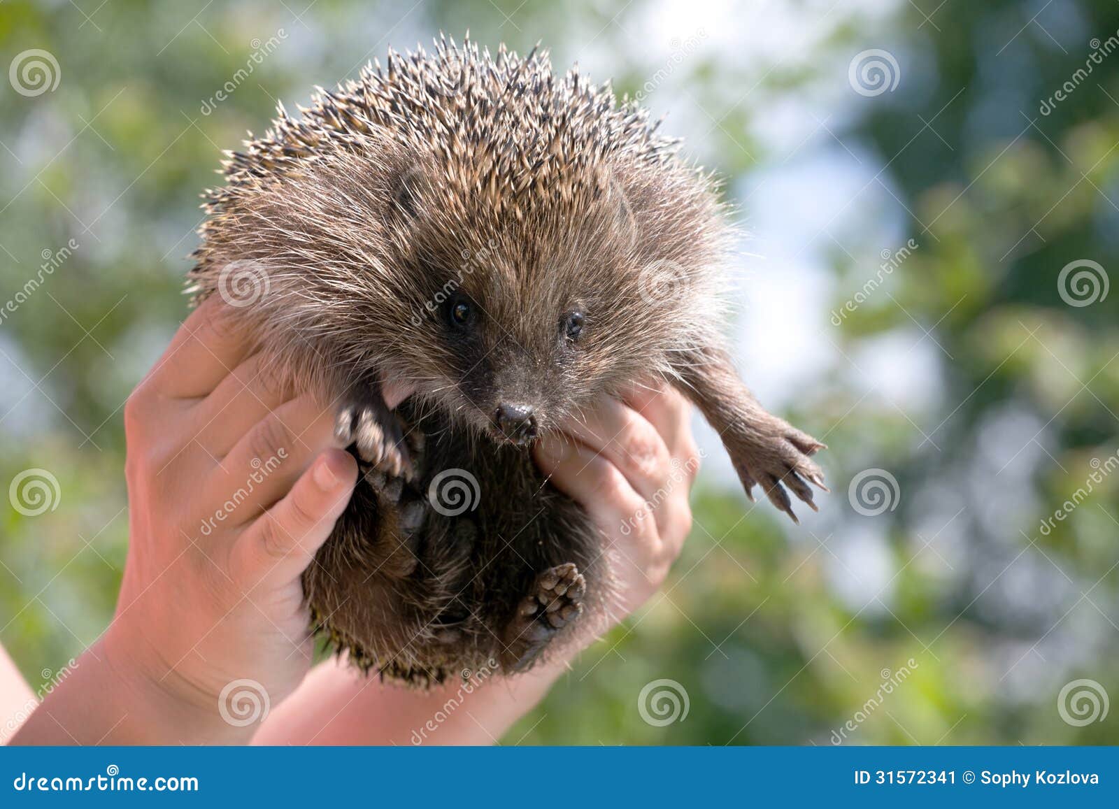 Hedgehog in human hands stock image. Image of nature - 31572341