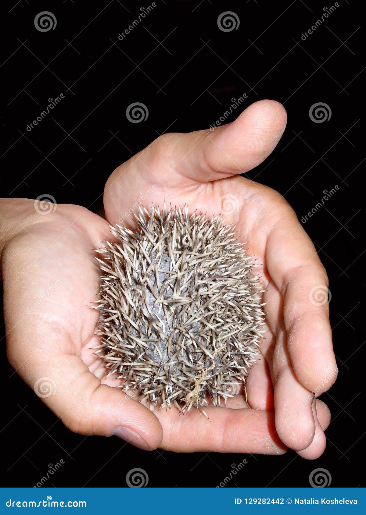 Hedgehog in human hands stock photo. Image of friendship - 129282442