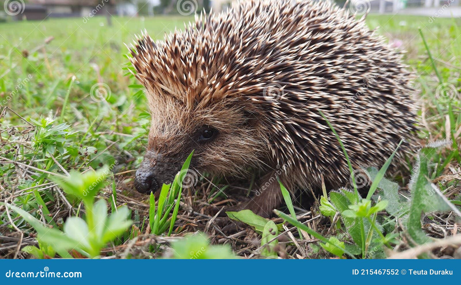 Hedgehog / Igel stock photo. Image of wildlife, save - 215467552