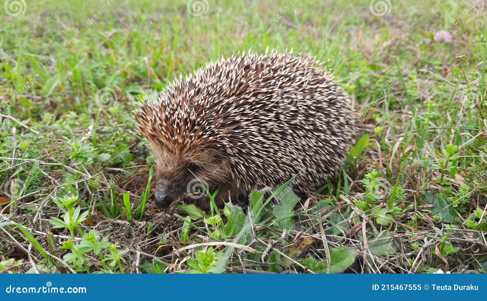 Hedgehog/ Igel 3 stock image. Image of carnivore, rodent - 215467555