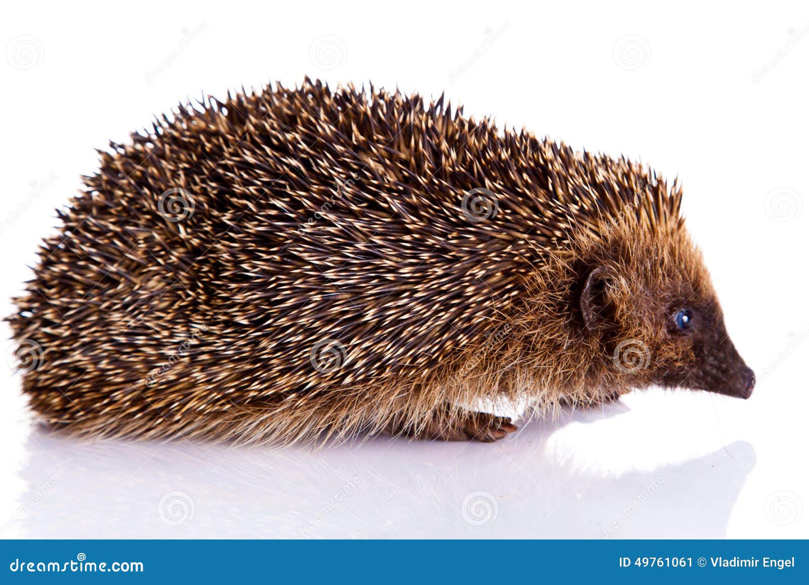 Hedgehog Isolated on White Background Animal Stock Image - Image of ...