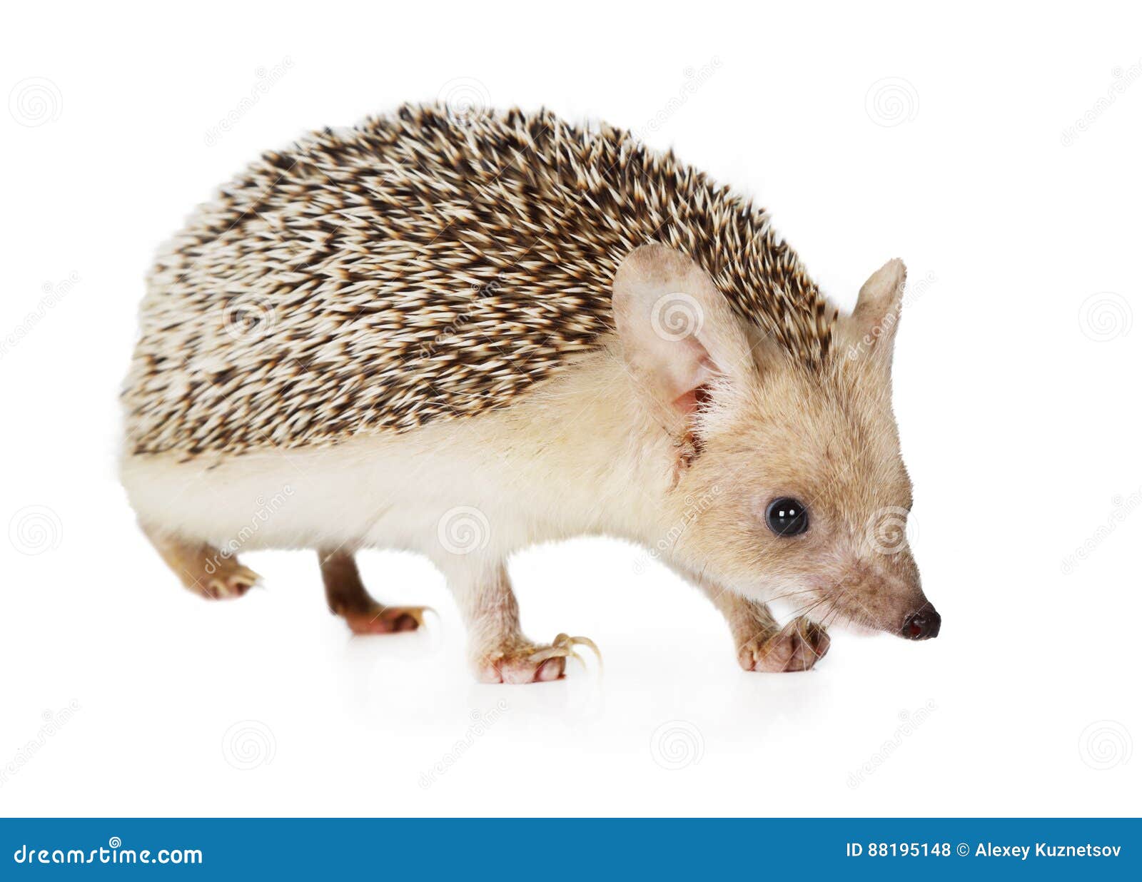Hedgehog Isolated on a White Background Stock Photo - Image of organism ...