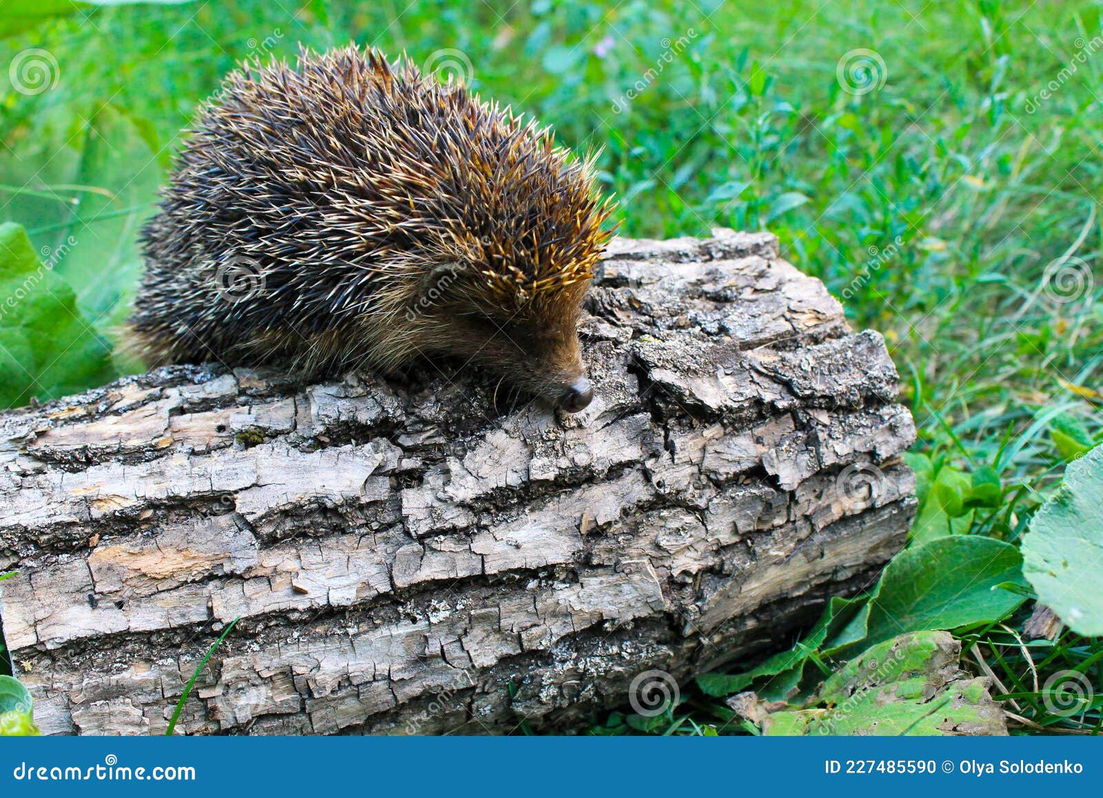 Hedgehog on the log stock photo. Image of mammal, animal - 227485590