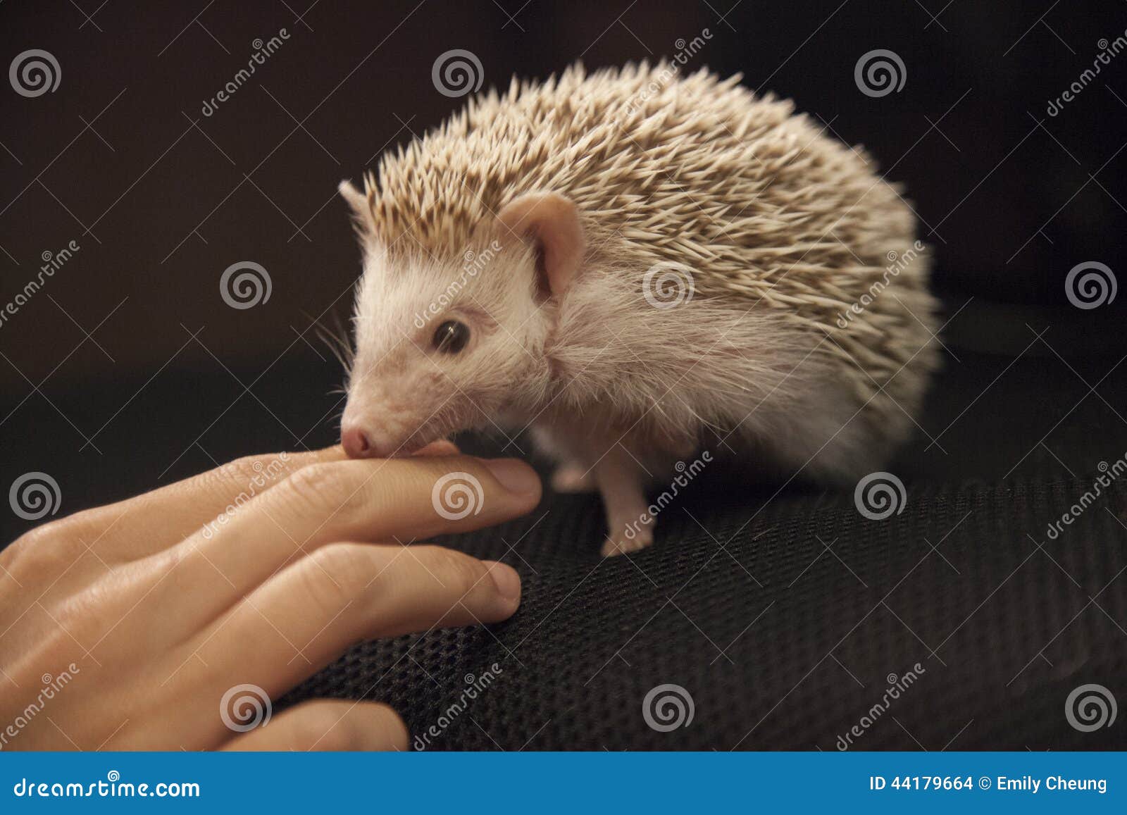 Human Hedgehogs Stock Photos - Free & Royalty-Free Stock Photos from ...