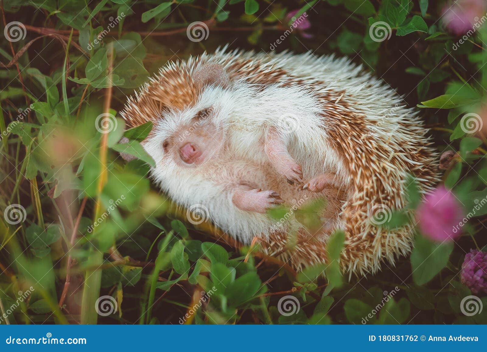 Hedgehog Lying in Grass on Its Back Looking Cute Stock Photo - Image of ...