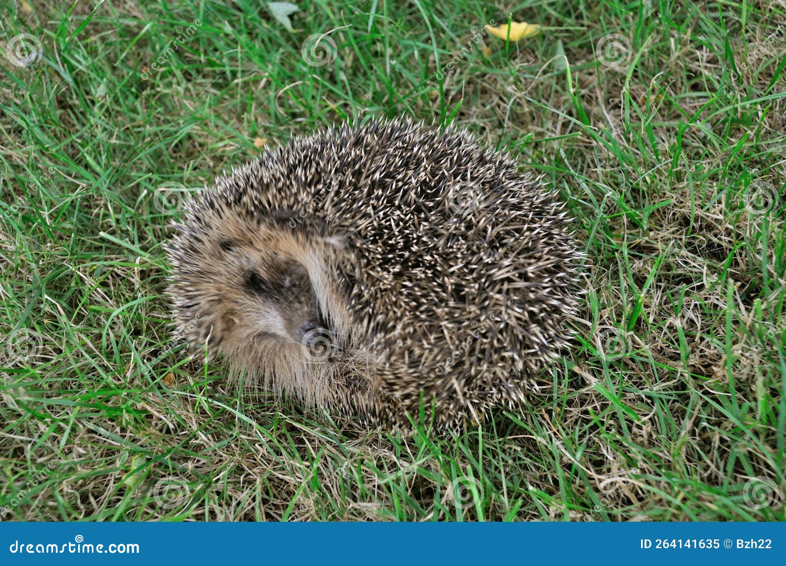 Hedgehog in a meadow stock image. Image of fauna, insectivore - 264141635