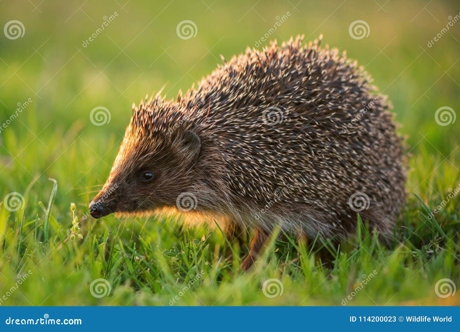 Hedgehog in Natural Habitat in Beautiful Evening Light Stock Image ...