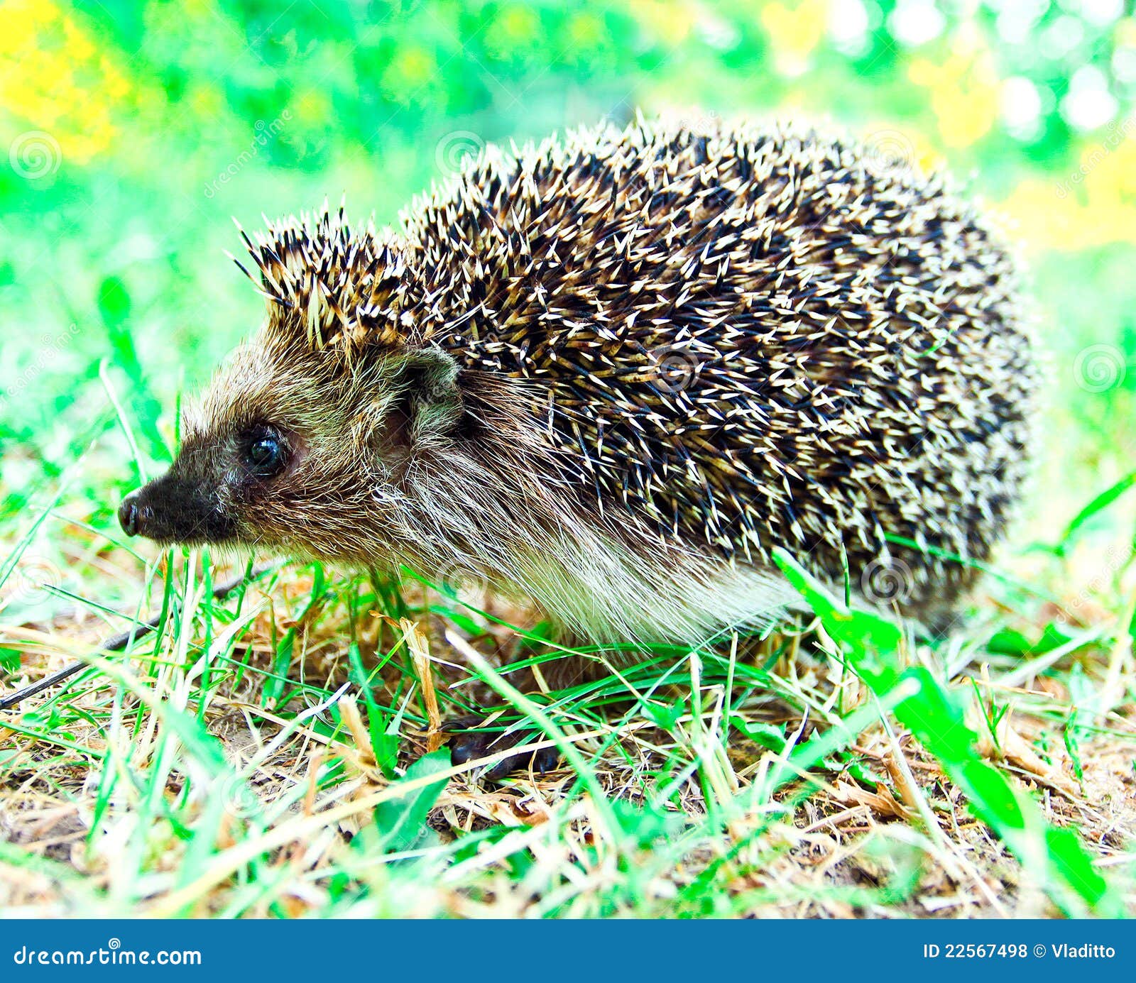 Hedgehog in nature stock photo. Image of front, life - 22567498