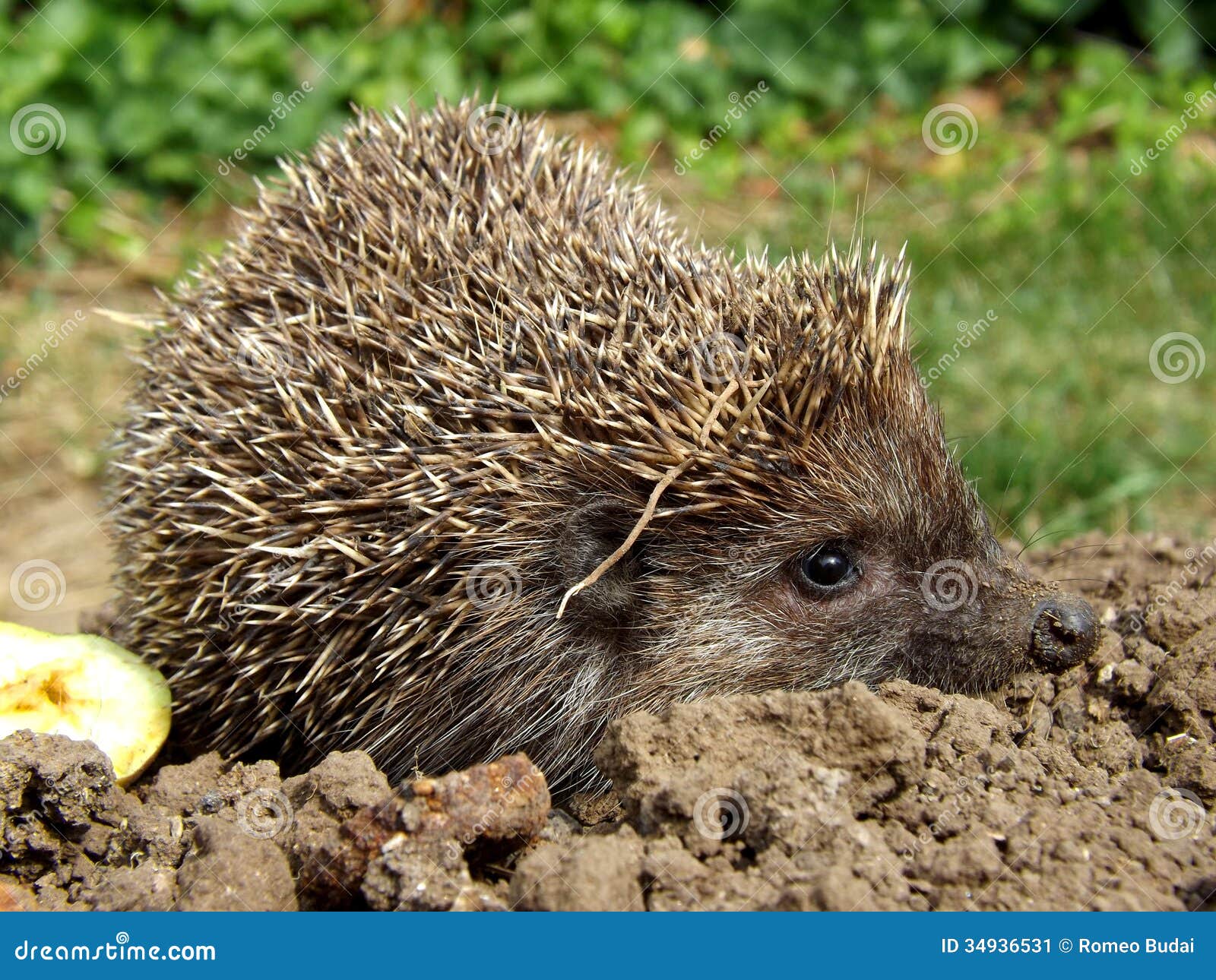 Hedgehog in nature stock image. Image of green, young - 34936531