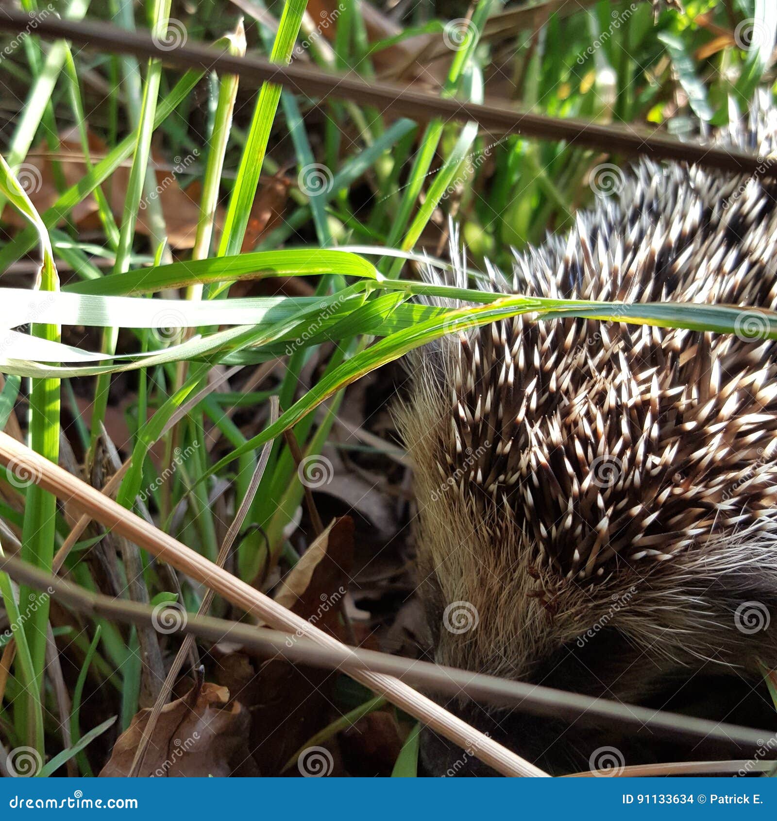 Hedgehog stock photo. Image of igel, nature, hedgehog - 91133634