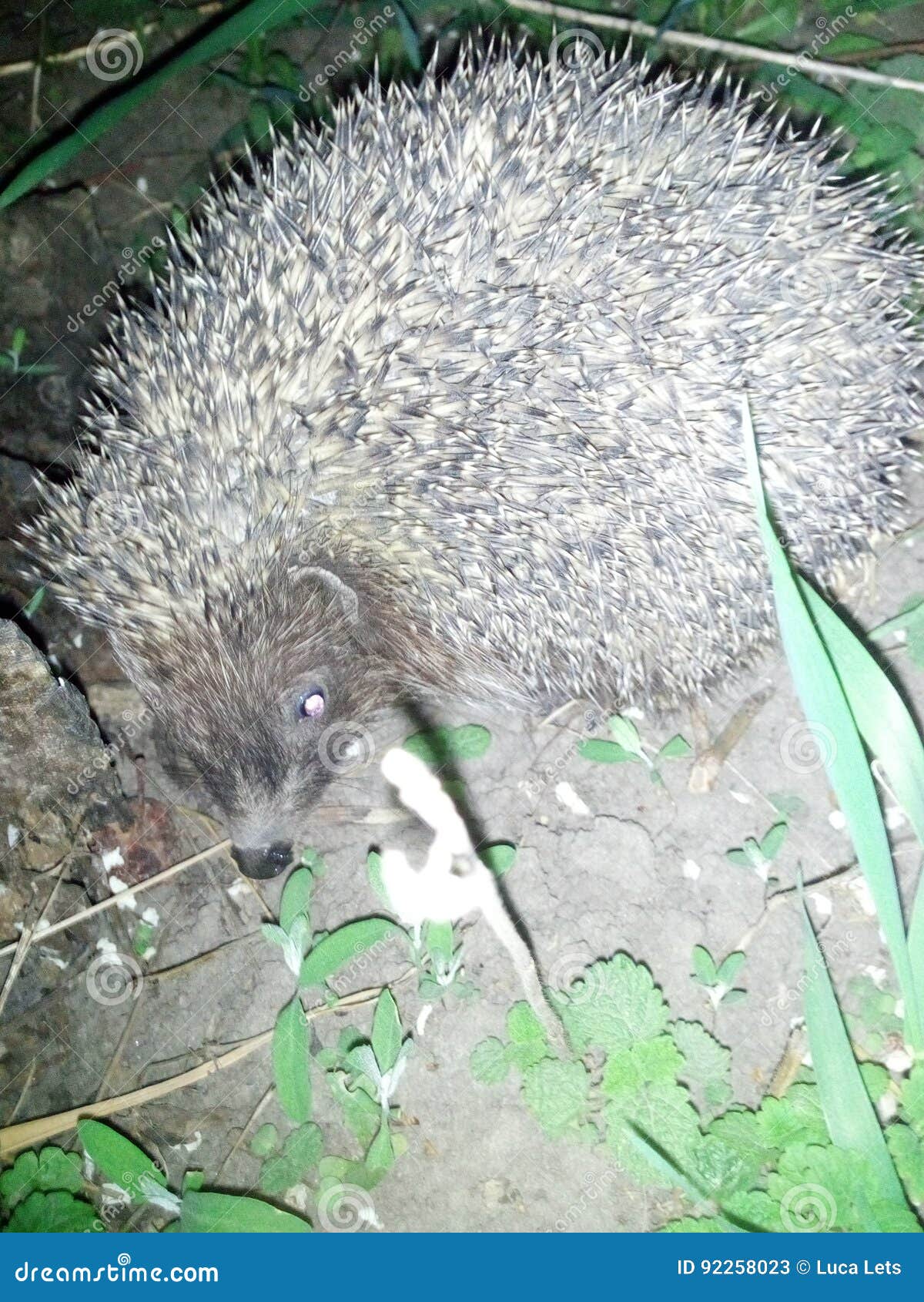 Hedgehog stock image. Image of night, animals, summer - 92258023