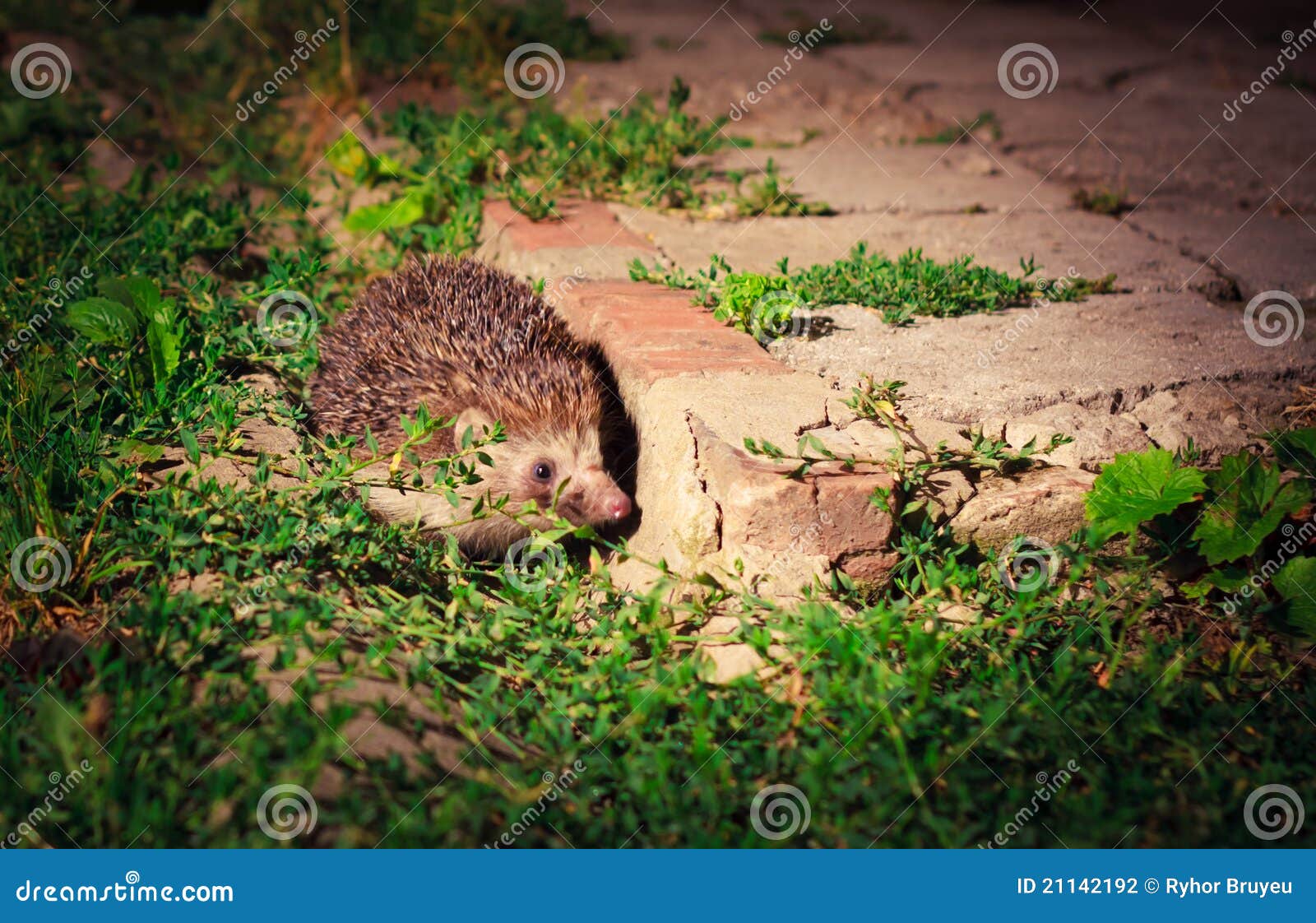 Hedgehog at night stock photo. Image of live, point, black - 21142192