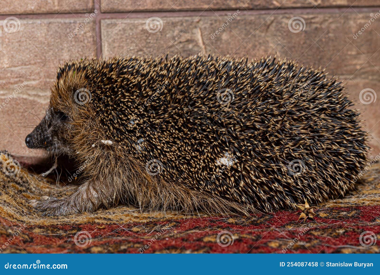 Hedgehog at Night Clause Up from the Side Stock Photo - Image of ...
