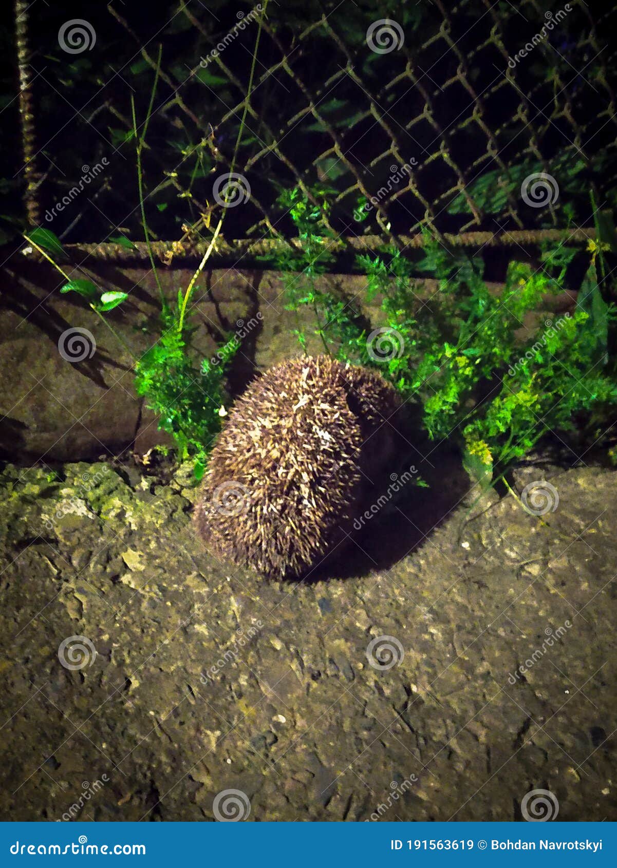 Hedgehog at night stock image. Image of beautiful, funny - 191563619