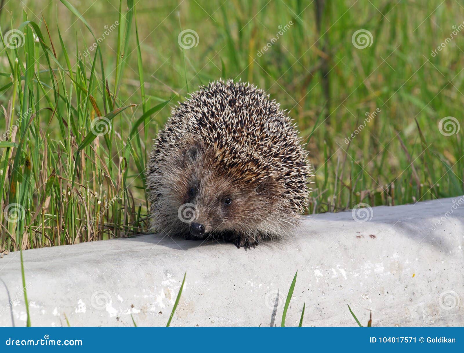 The Hedgehog Passes through a Border To the Highway Stock Image - Image ...