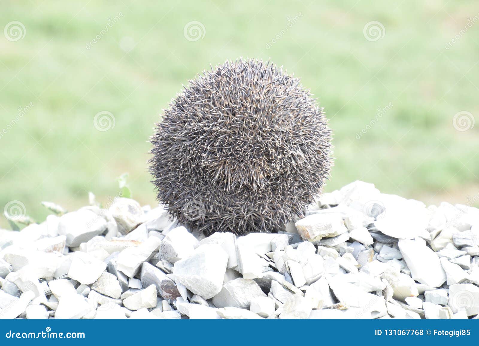 Hedgehog on a Pile of Rubble. Hedgehog Curled Up into a Ball Stock ...