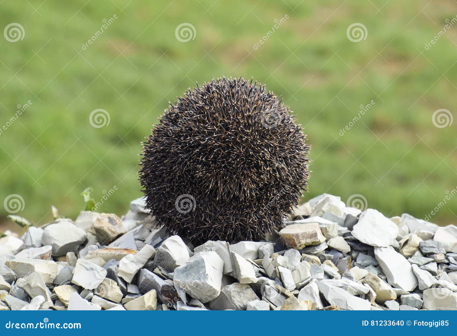 Hedgehog on a Pile of Rubble. Hedgehog Curled Up into a Ball Stock ...