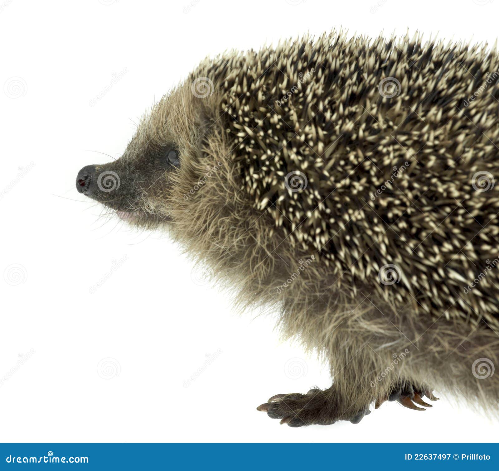 Hedgehog portrait stock image. Image of handsome, hairy - 22637497