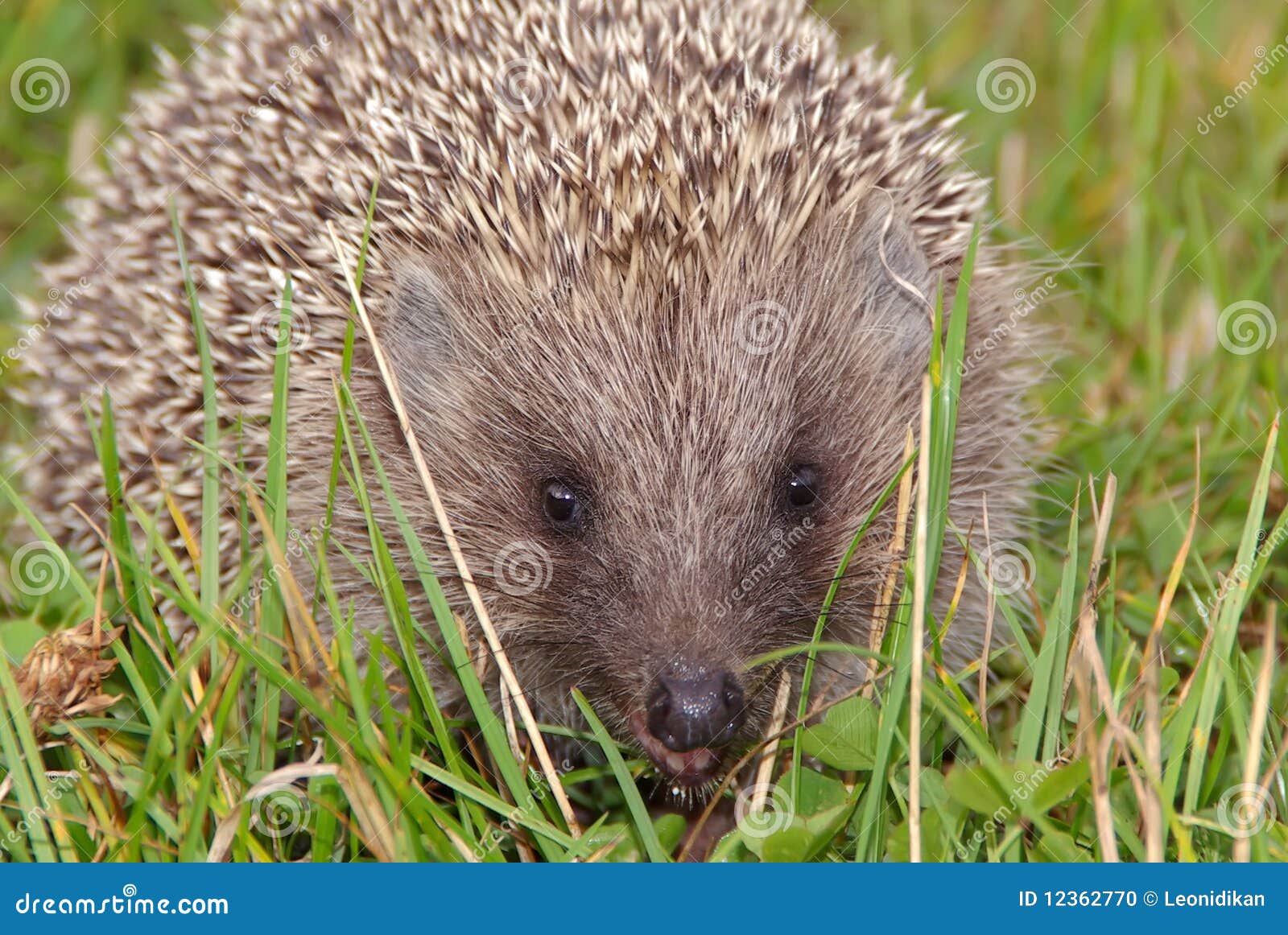 Hedgehog. Portrait Close-up. Stock Photo - Image of nature, grass: 12362770
