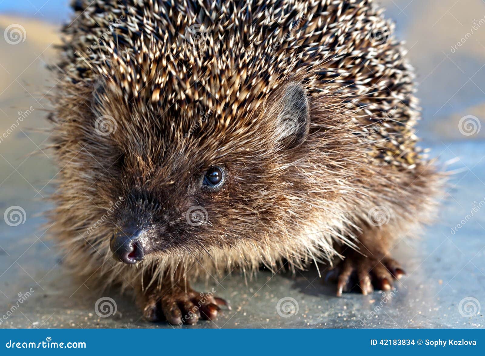 Hedgehog portrait stock photo. Image of spine, funny - 42183834