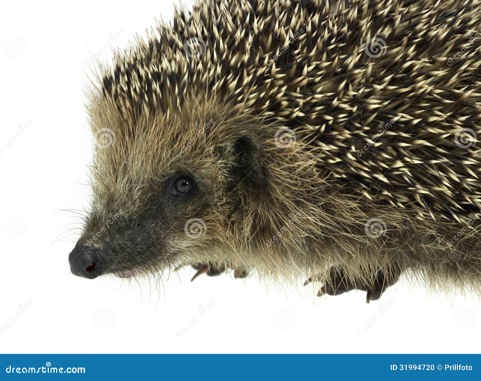 Hedgehog portrait stock photo. Image of selfdefense, defense - 31994720