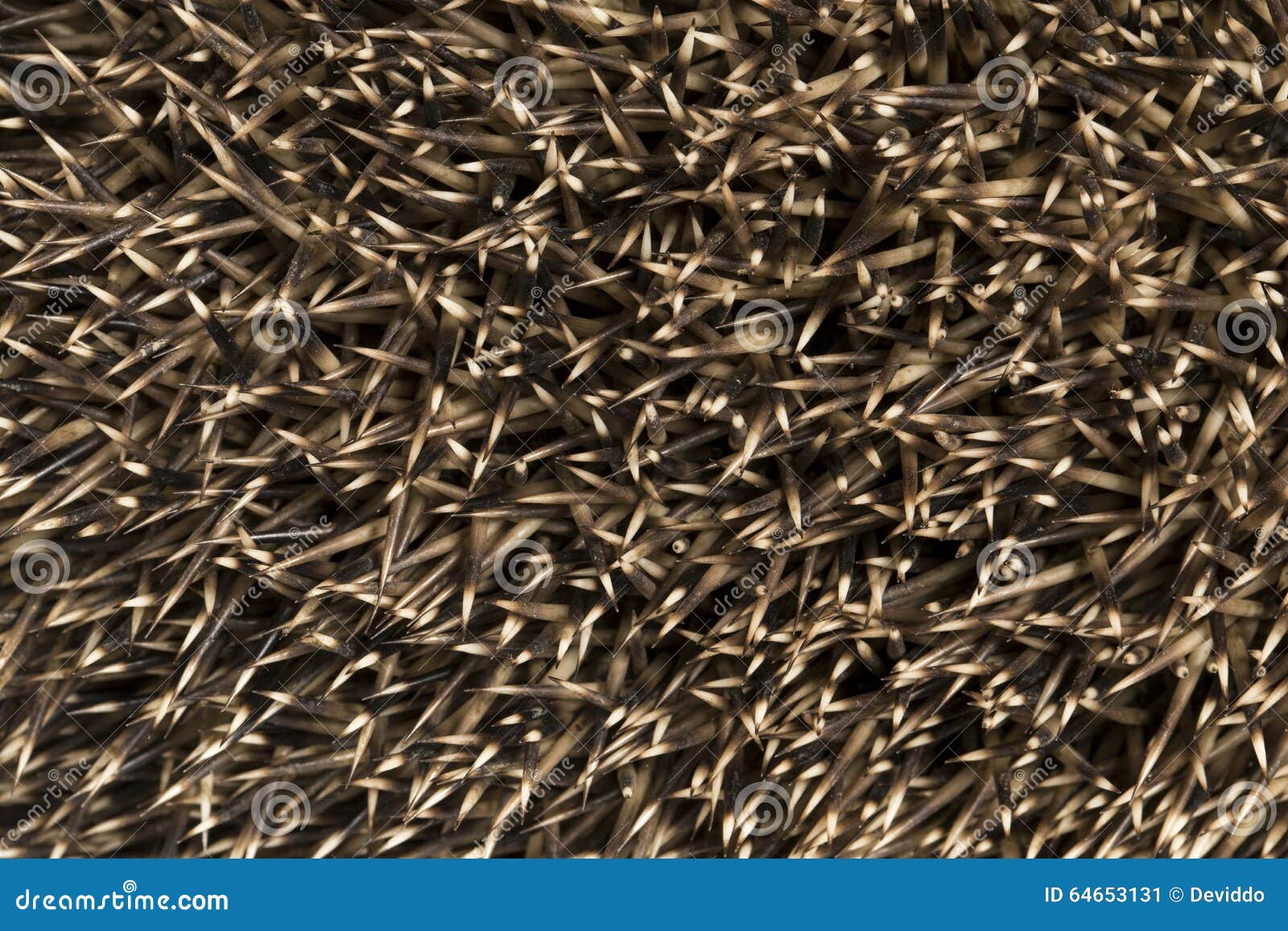 Hedgehog prickles stock image. Image of wild, forest - 64653131