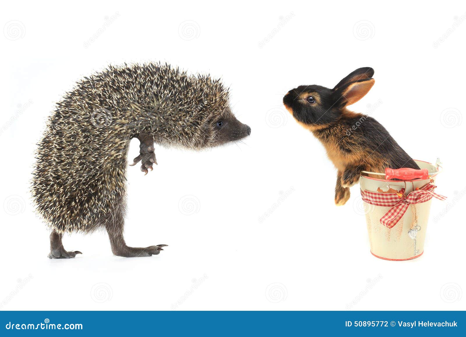 Hedgehog and rabbit stock photo. Image of color, dwarf - 50895772