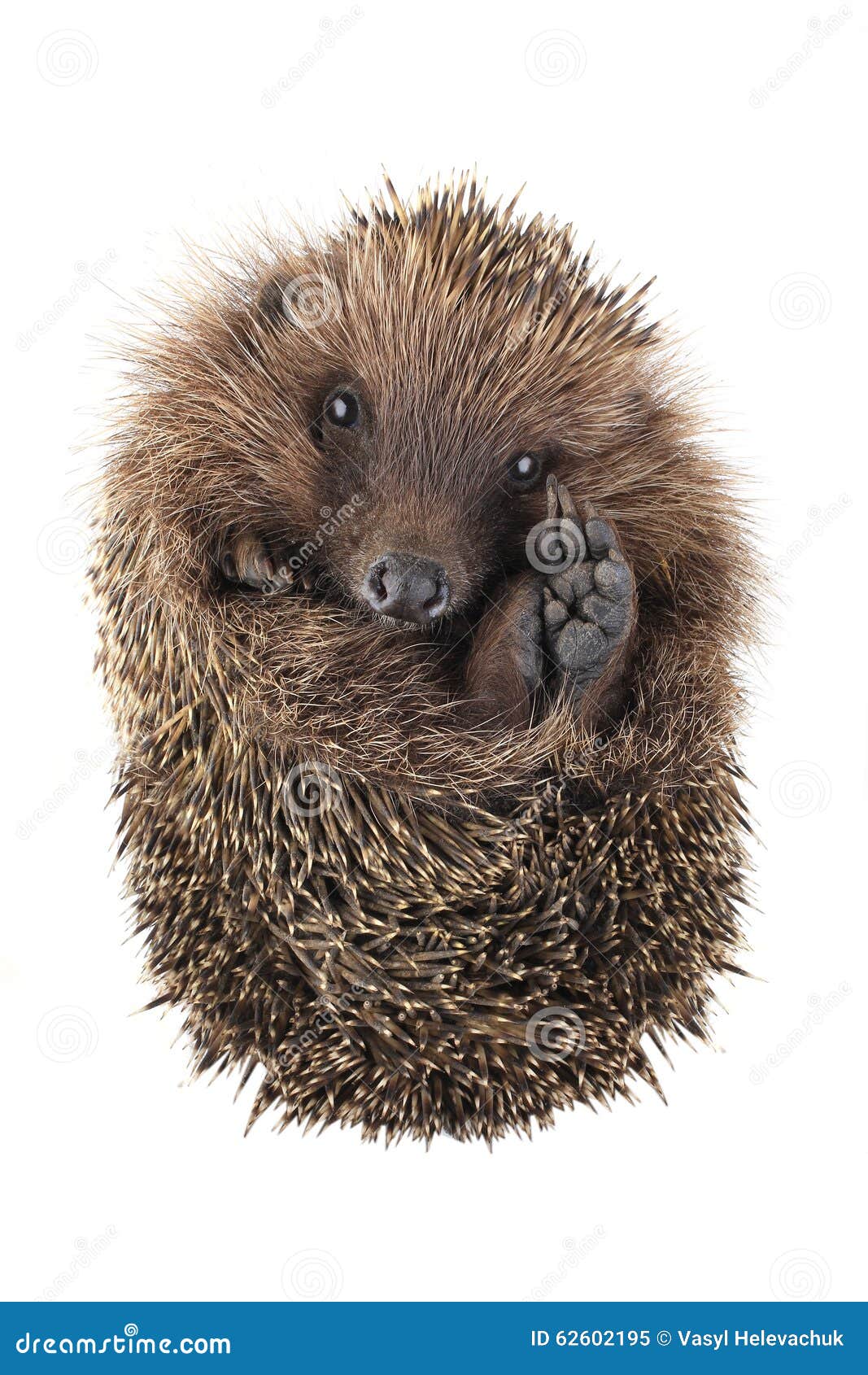 Hedgehog stock image. Image of small, wildlife, white - 62602195