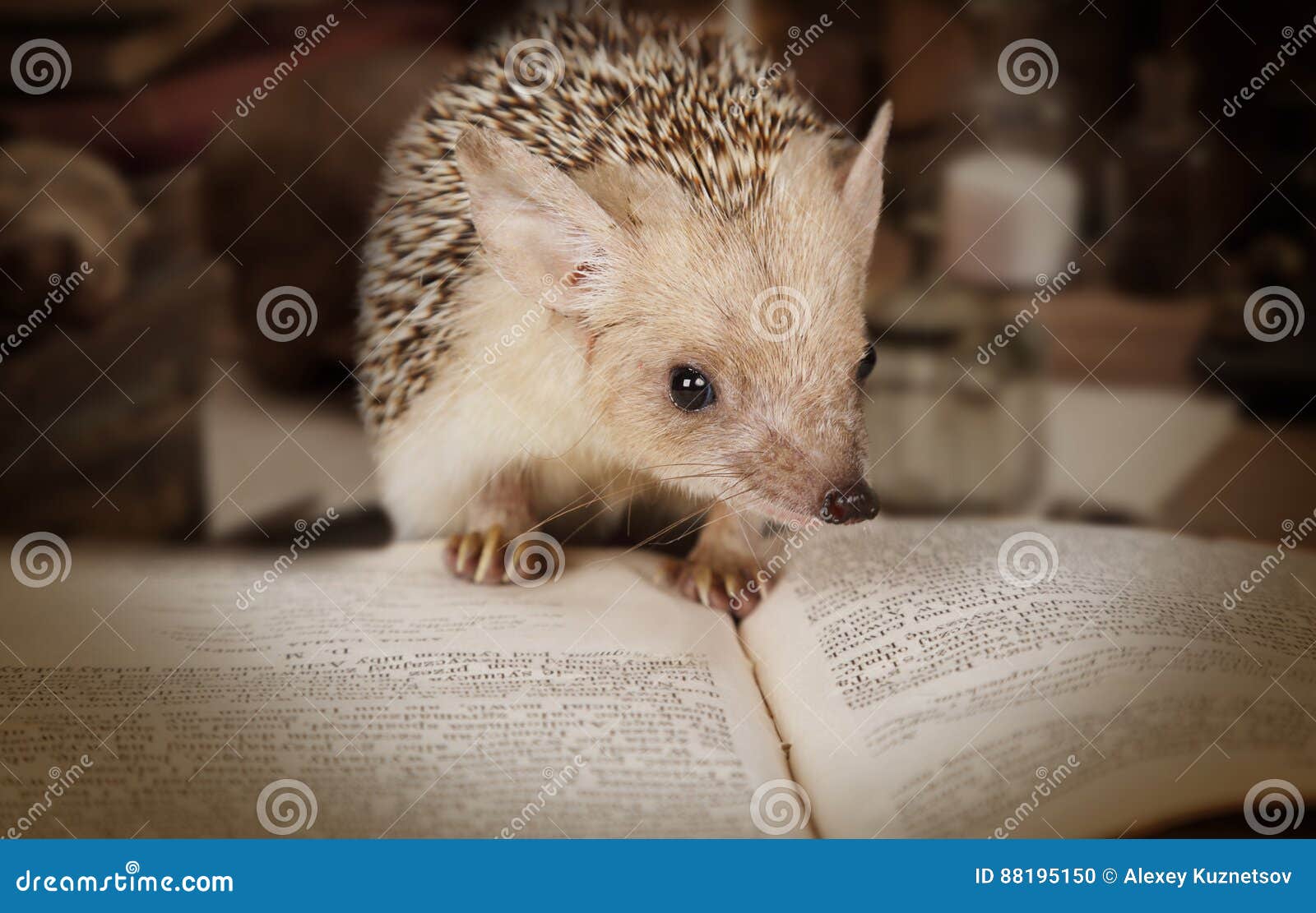 Hedgehog reading a book stock photo. Image of close, horizontal - 88195150