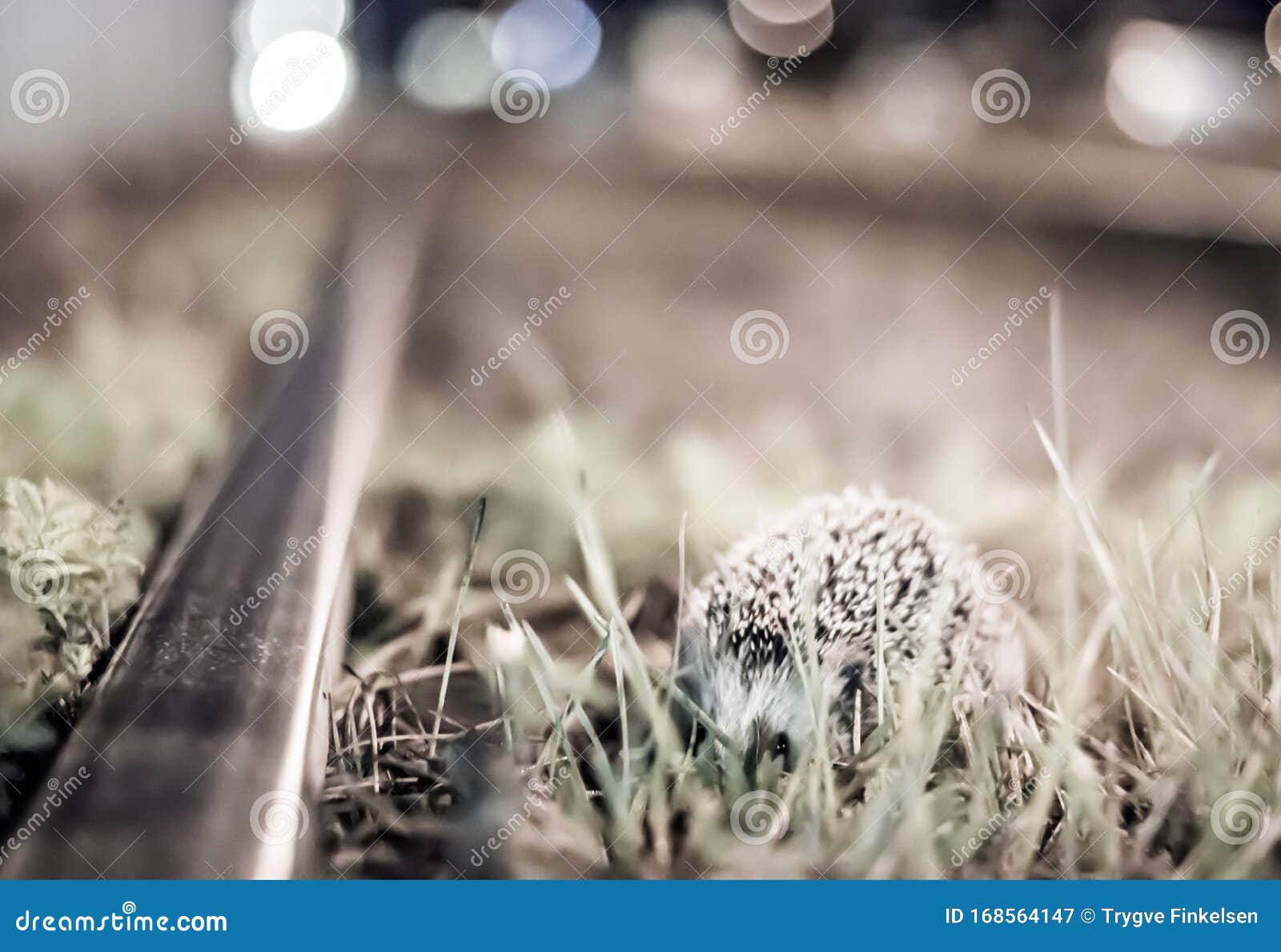 Hedgehog Roaming Around at Night on the Tram Tracks Stock Image - Image ...
