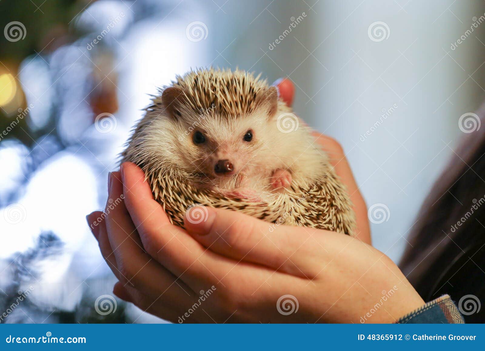 Hedgehog Pet Rolled Up In To A Ball On Back Royalty-Free Stock Photo ...