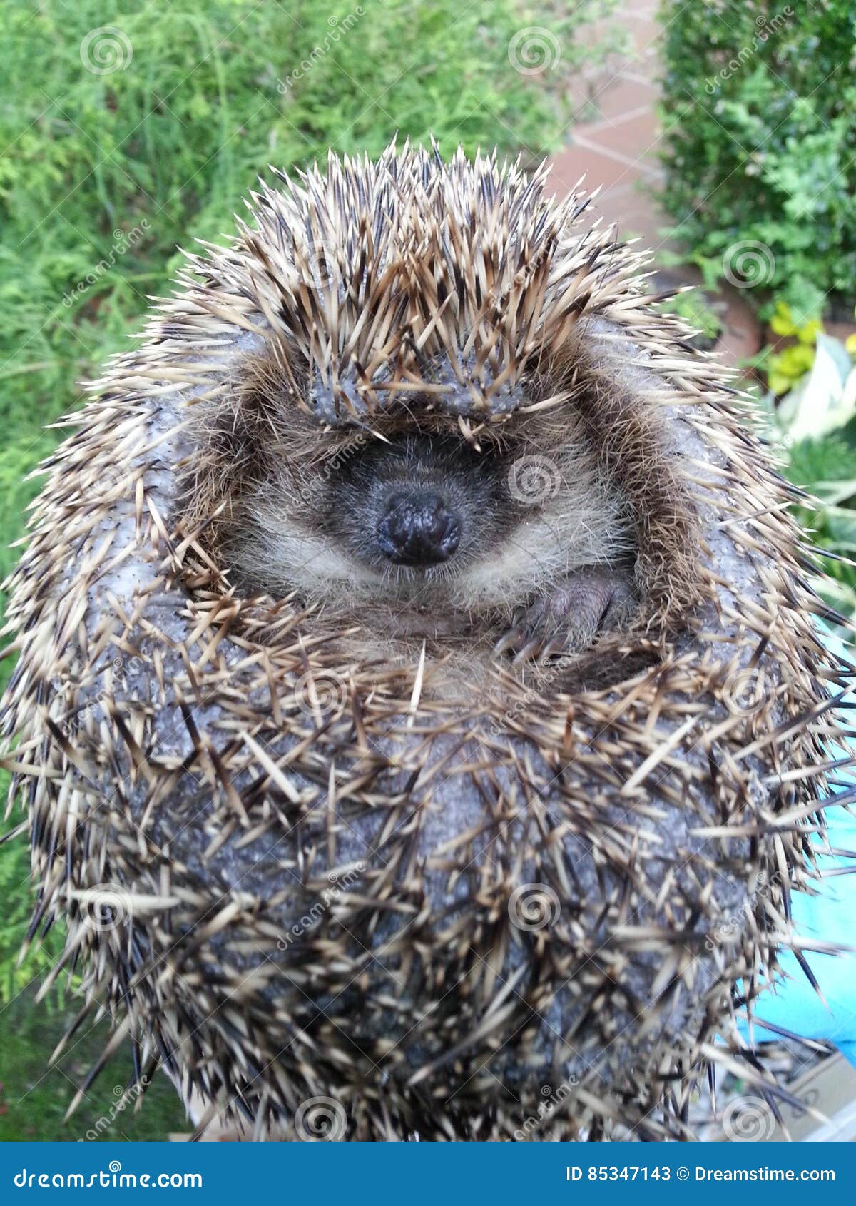 Hedgehog rolled in ball stock image. Image of protection - 85347143