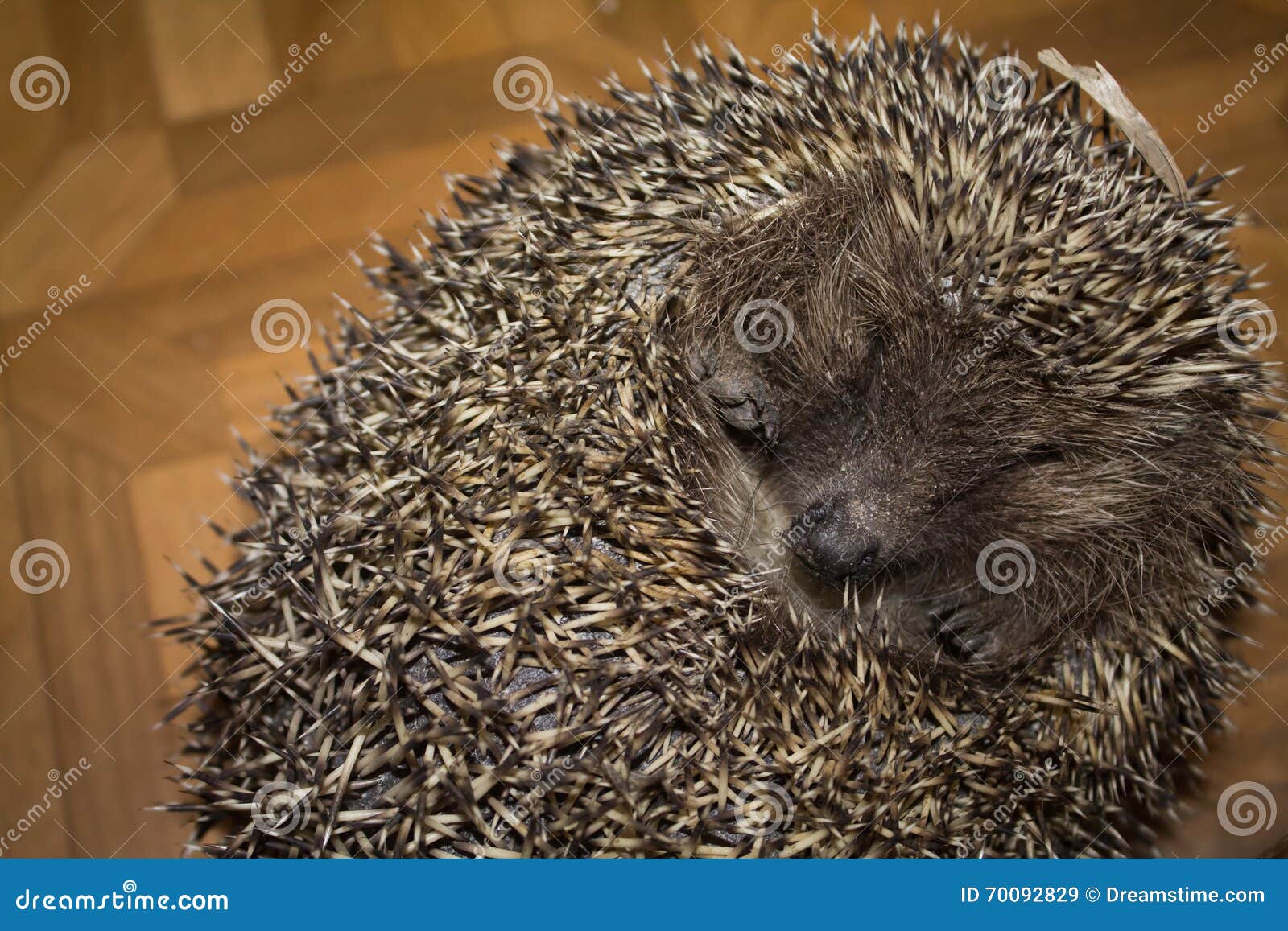 Hedgehog stock image. Image of sleepy, barb, hedgehog - 70092829