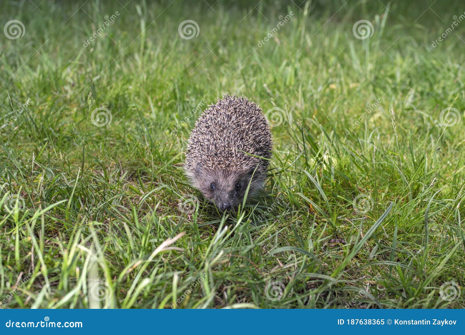 Hedgehog Run on the Green Grass, Front View Stock Image - Image of ...