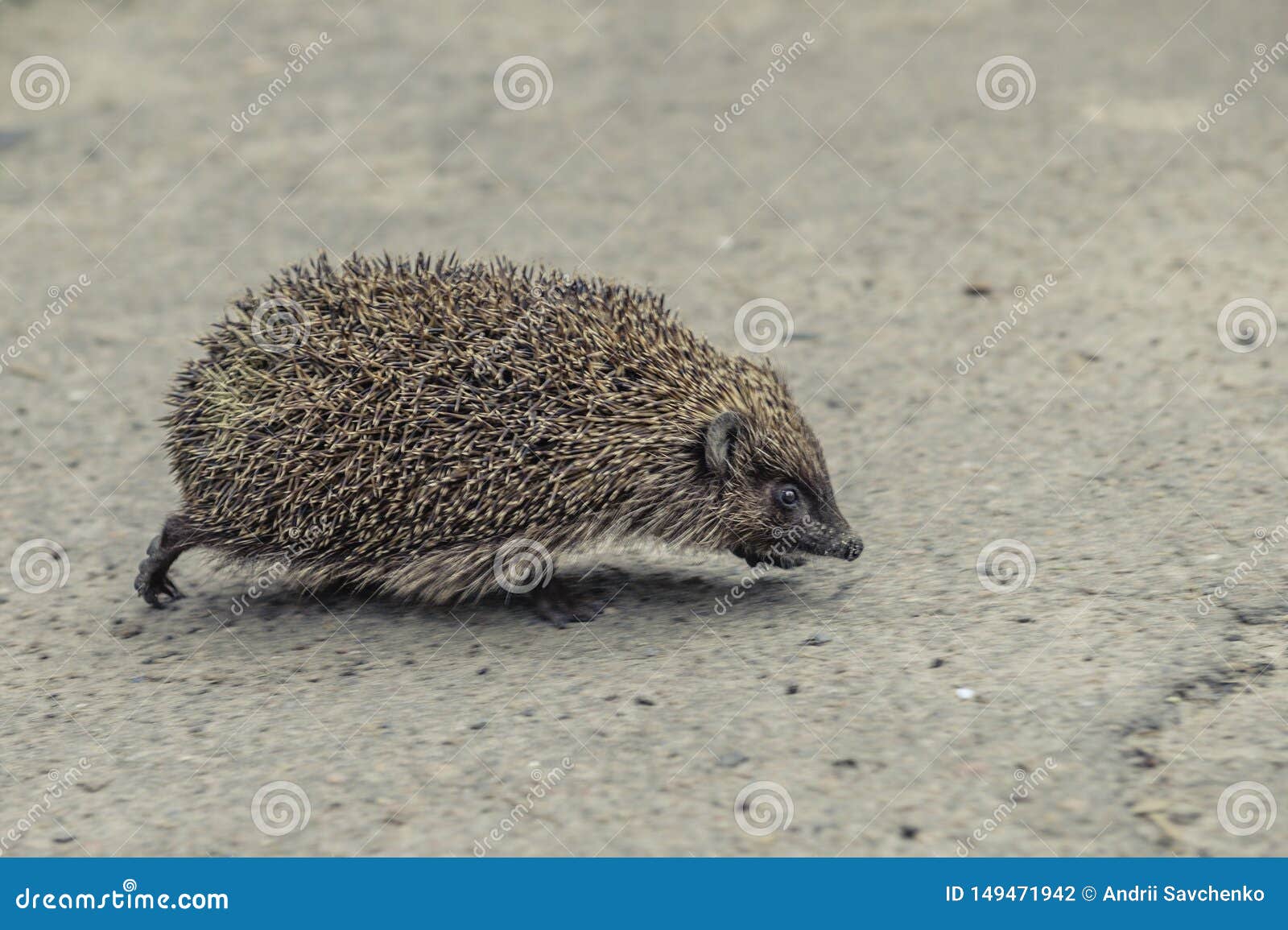 Hedgehog Running on Asphalt Stock Photo - Image of baby, british: 149471942