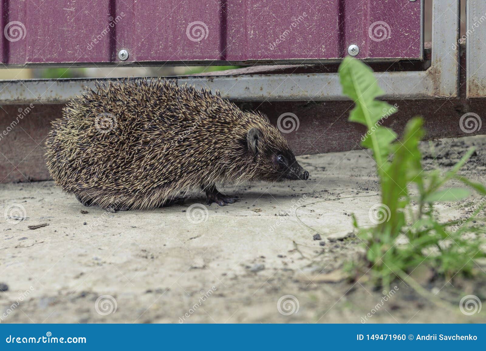 Hedgehog Running on Asphalt Stock Photo - Image of road, grass: 149471960