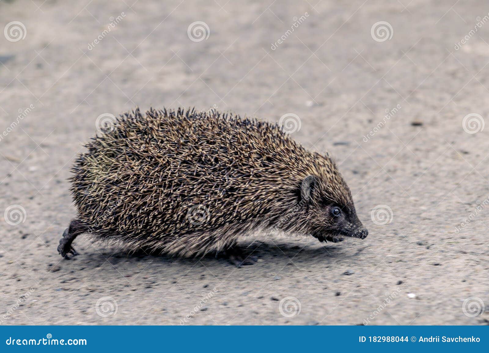 Hedgehog Running on Asphalt Stock Photo - Image of face, highlight ...