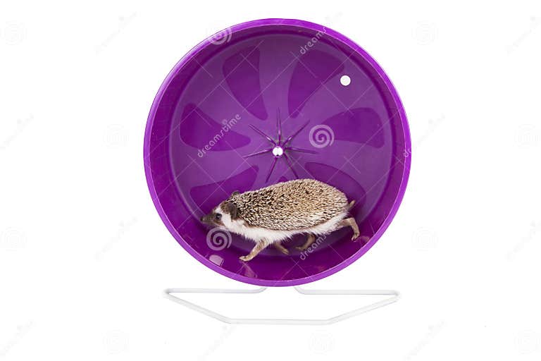 Hedgehog Running on an Exercise Wheel Stock Image - Image of nocturnal ...
