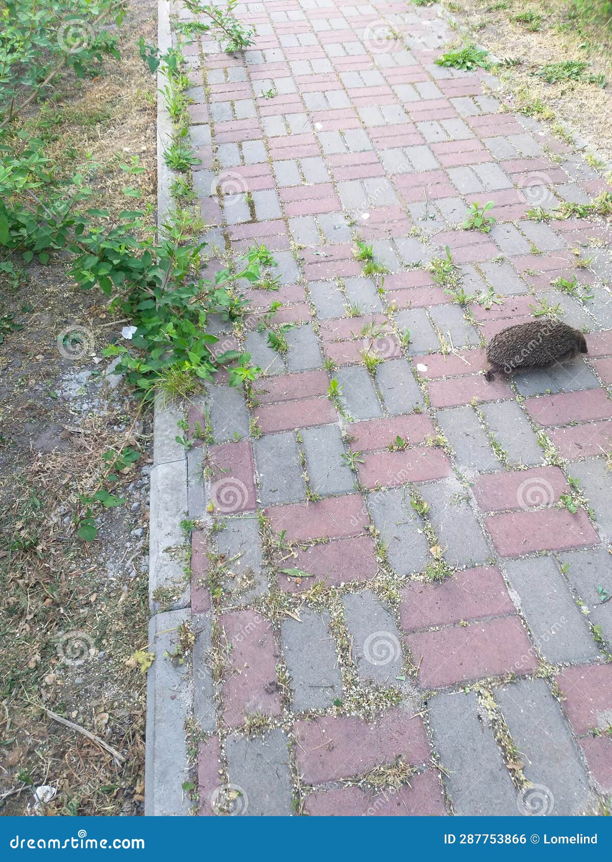 Path Through Grass Royalty-Free Stock Photo | CartoonDealer.com #7429719