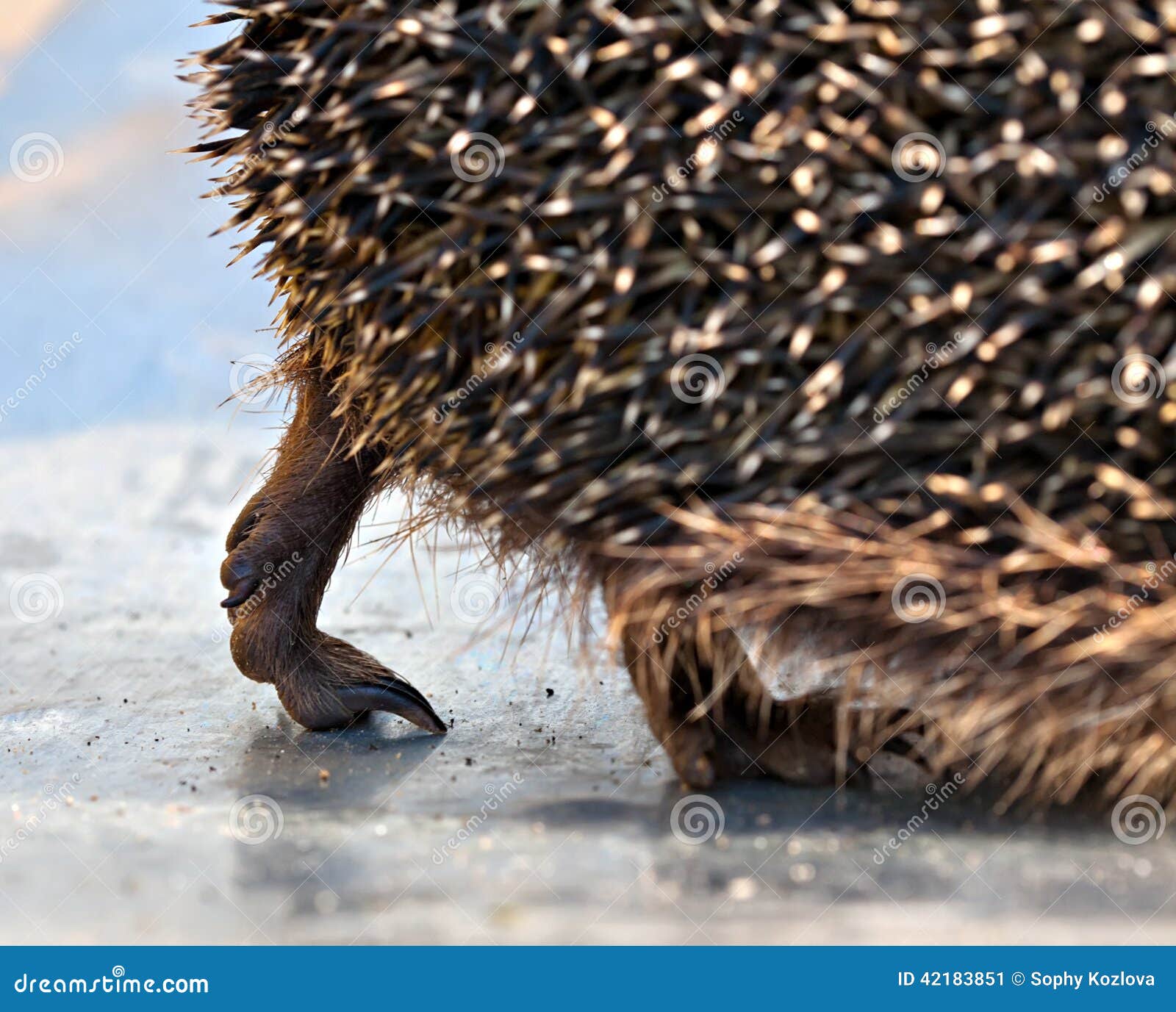 Hedgehog s paw stock image. Image of shot, view, close - 42183851