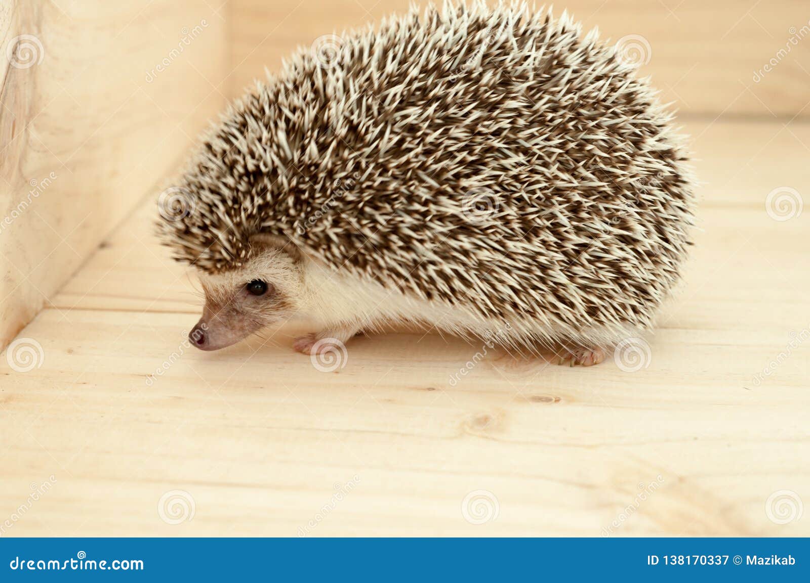 Hedgehog stock image. Image of adorable, movement, exotic - 138170337