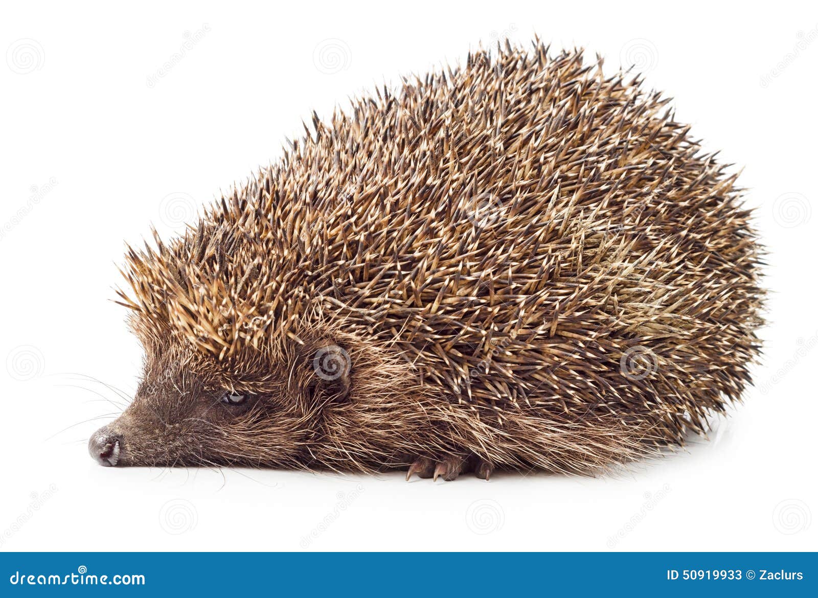 Hedgehog Side View Stock Photos - Royalty Free Pictures