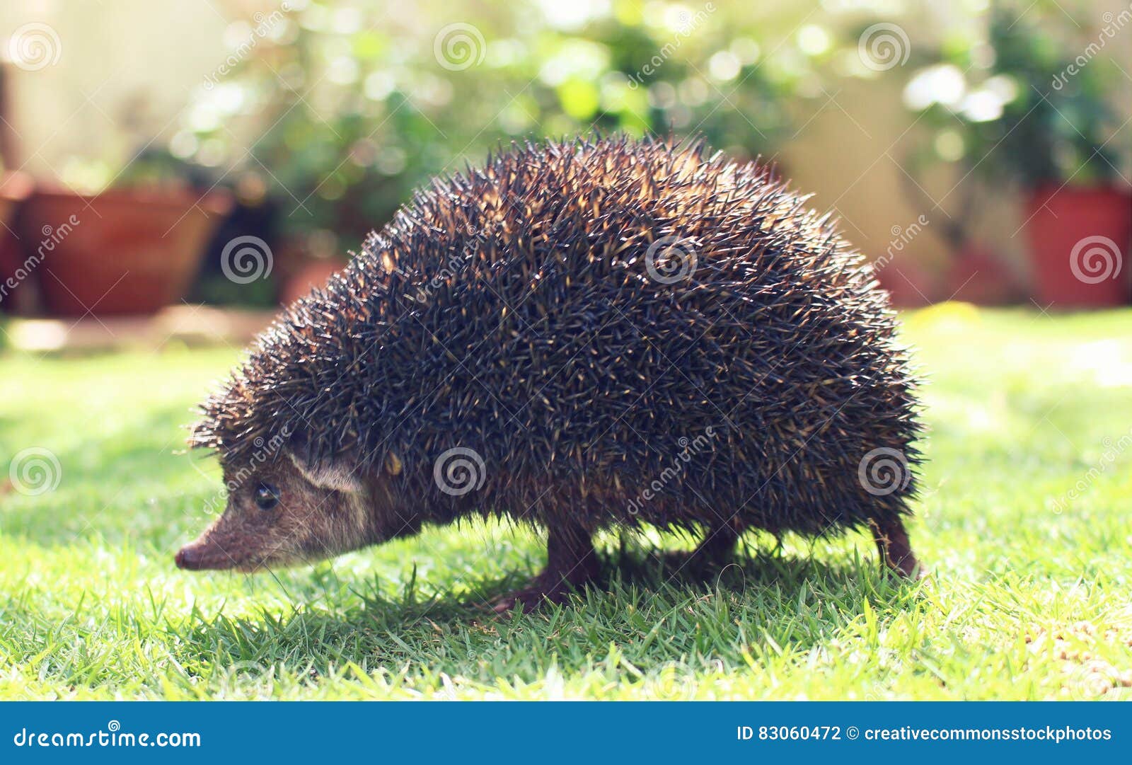 Hedgehog Picture. Image: 83060472