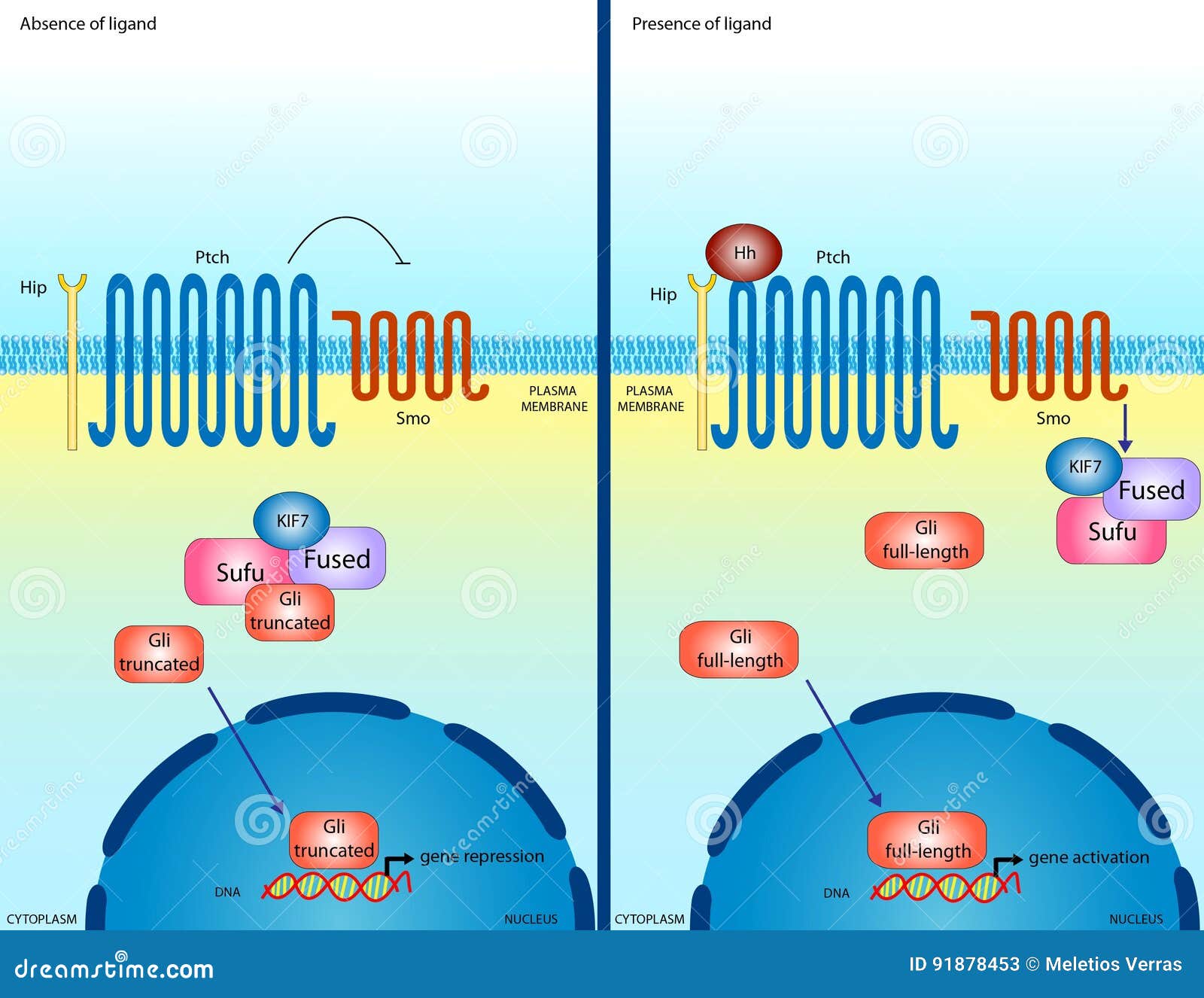 Hedgehog signaling pathway stock illustration. Illustration of pathway ...
