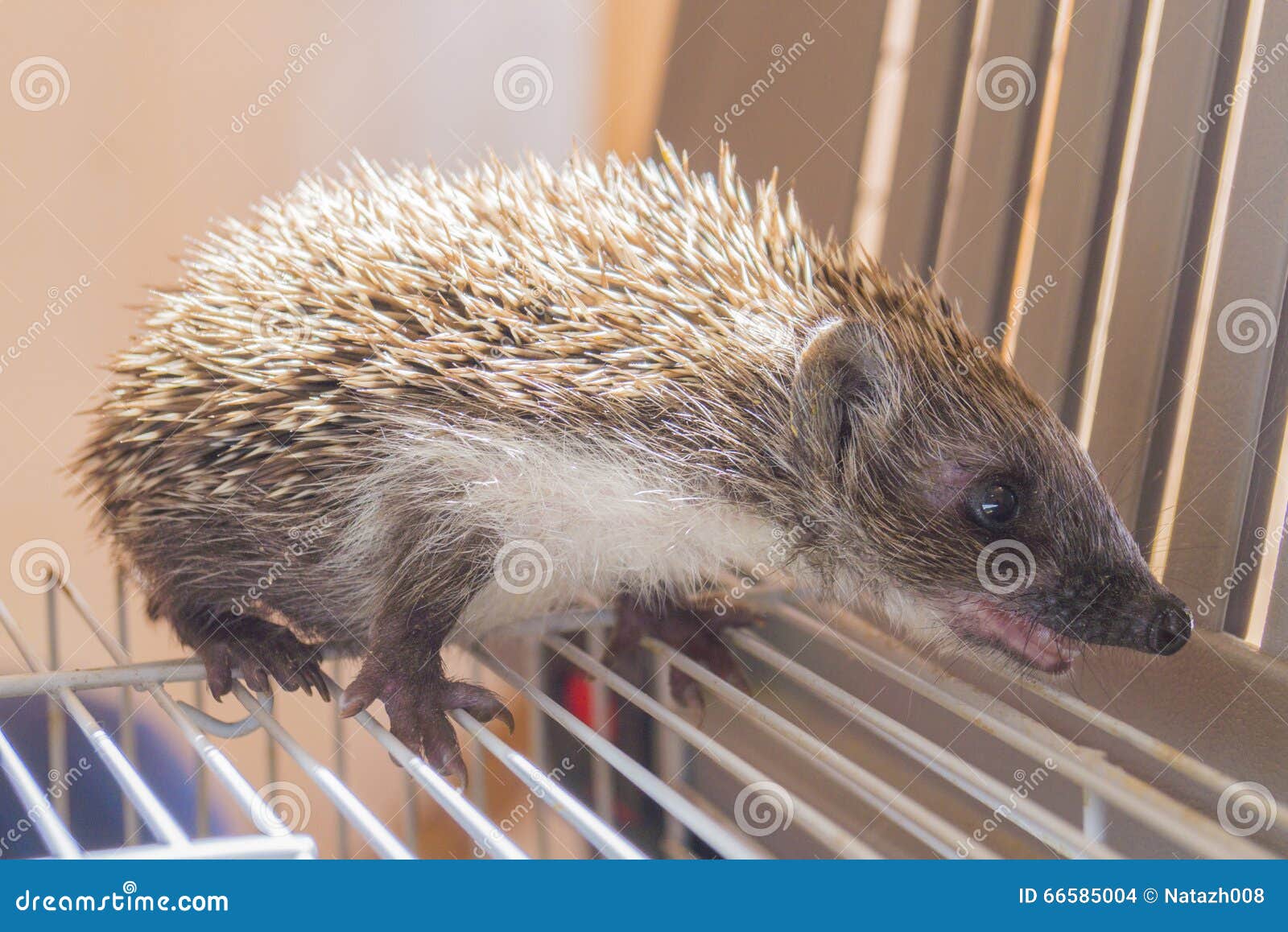 Hedgehog In The Cage Royalty-Free Stock Photo | CartoonDealer.com #42501681