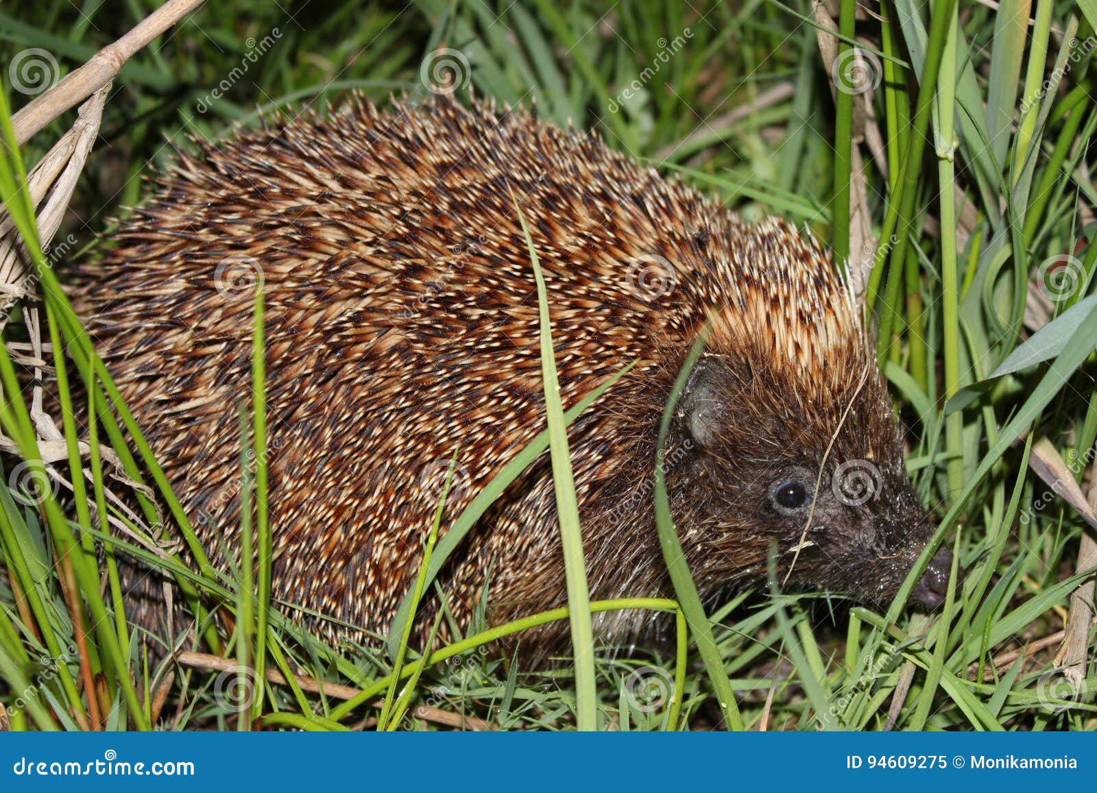 Hedgehog Sitting in a Grass Stock Image - Image of open, erinaceus ...
